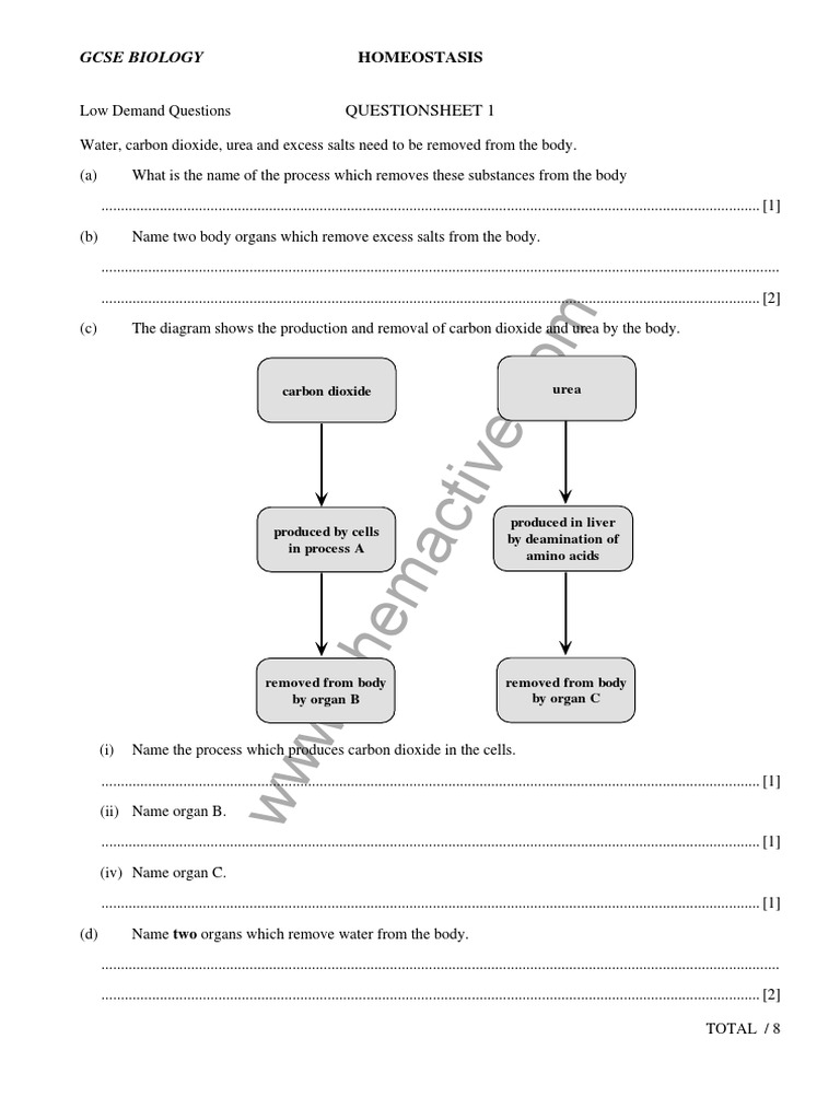 Homeostasis Questions | PDF | Homeostasis | Kidney