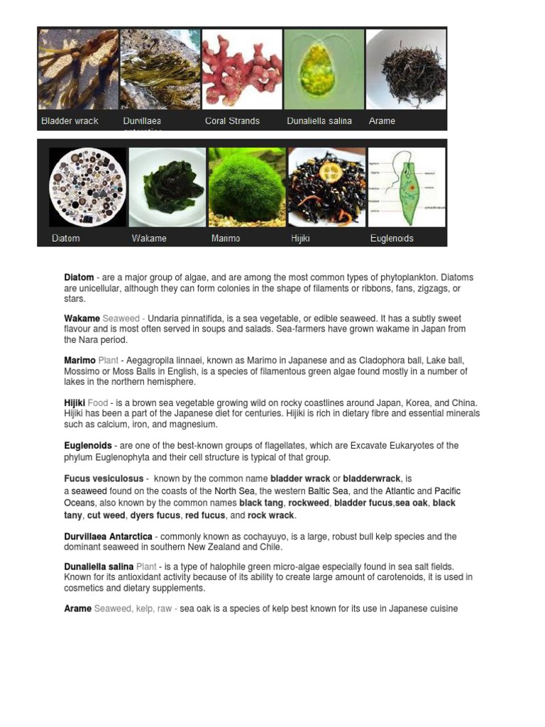 Diatom: Seaweed | Algae | Organisms