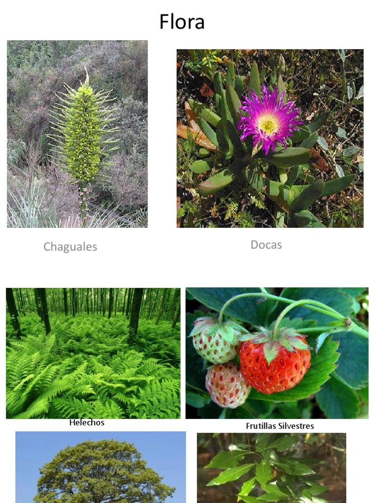 Flora y Fauna de La Region Del Bio Bio