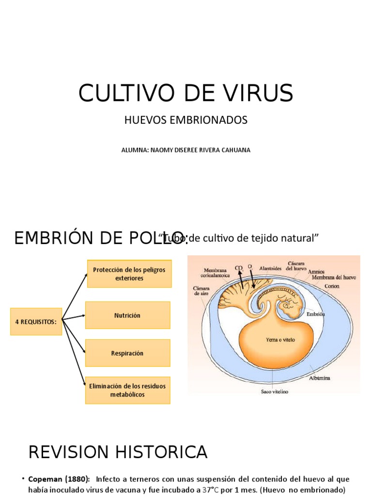 Huevo Embrionados - Naomy Rivera | PDF