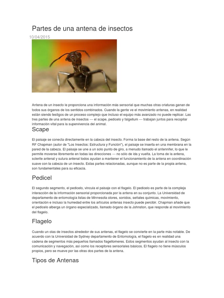 Partes de Una Antena de Insectos | Insectos | Artropodología