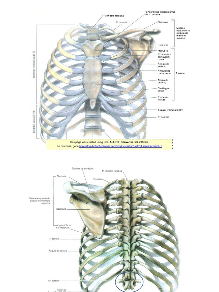 Anatomia Do Torax | PDF | Thorax (Human Anatomy) | Respiratory System