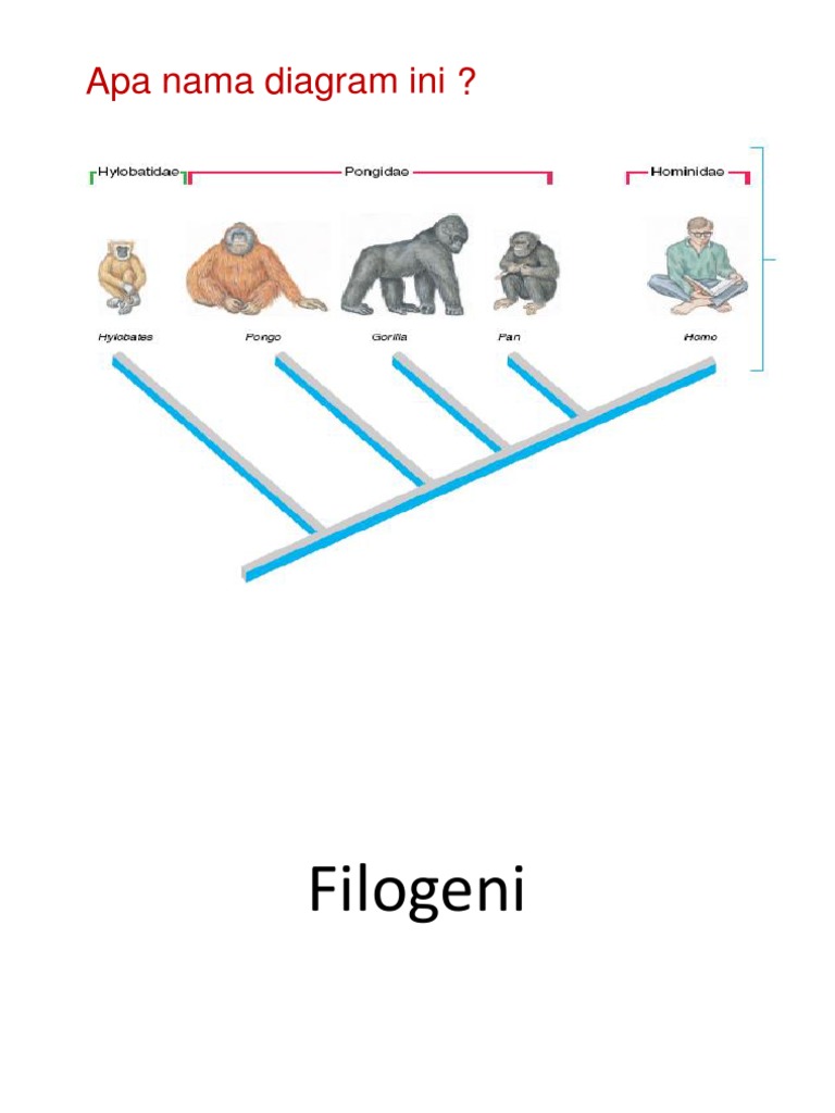 8 Filogeni | PDF