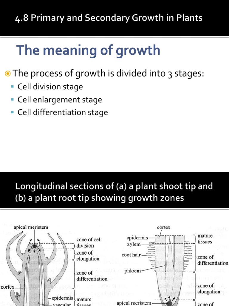 BioF5-4.8 Primary and Secondary Growth in Plants.ppt | Plant Stem | Root