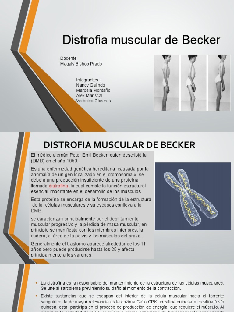 Distrofia Muscular de Becker | PDF | Músculo | Ejercicio físico