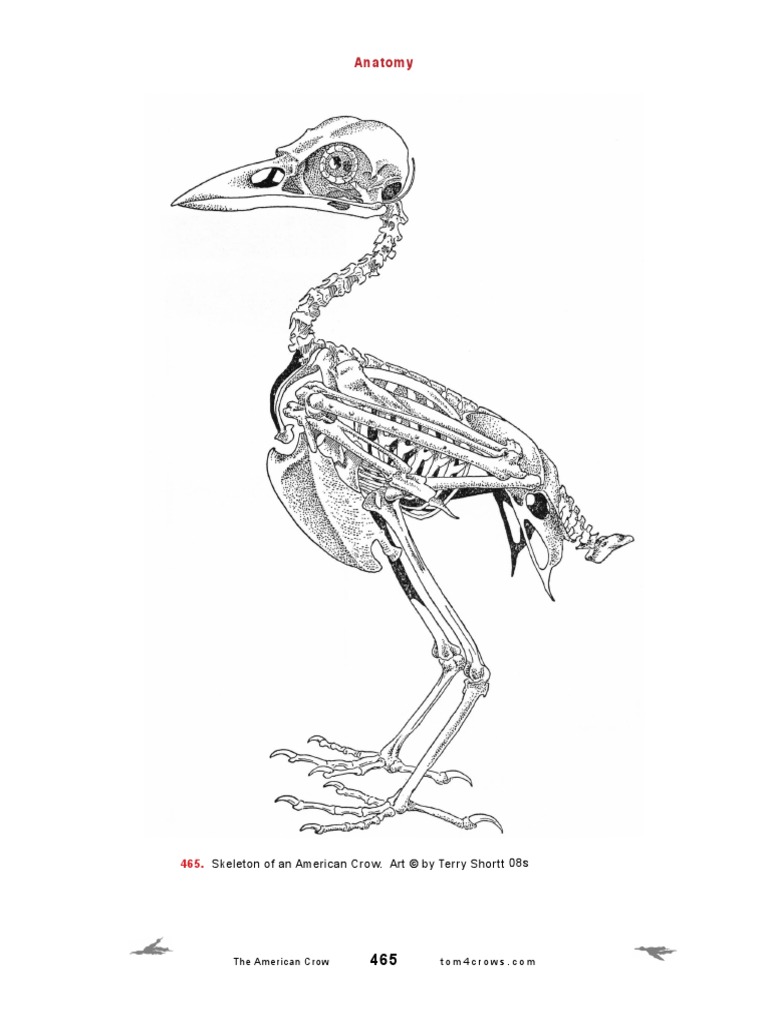 Anatomy Of A Crow Ms. Seitner's 2nd Graders And Crows! | MARGARET PEOT