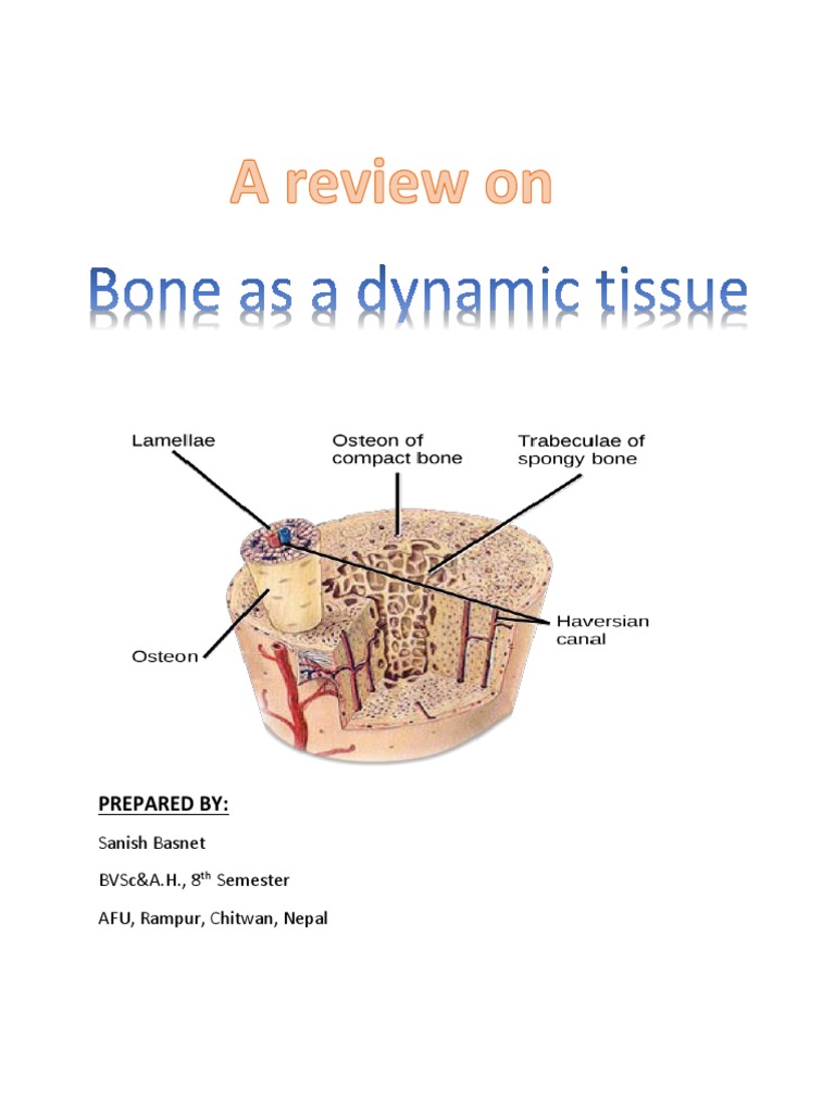 Bones As A Living Dynamic Tissue | PDF | Osteoblast | Bone