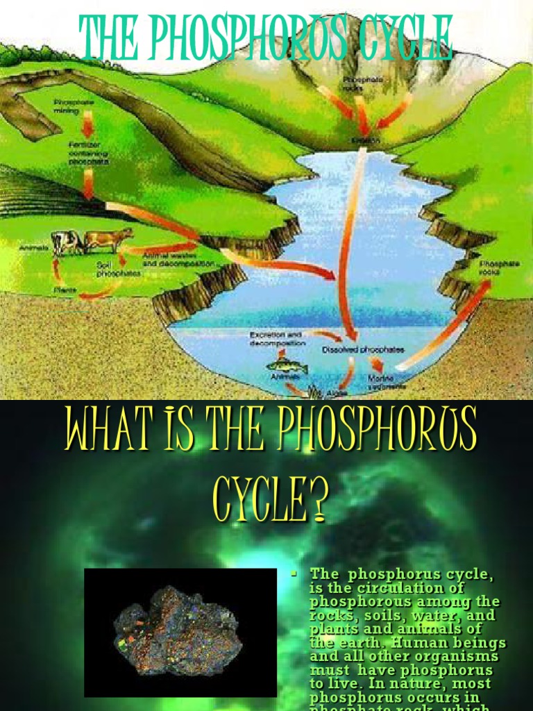 The Phosphorus Cycle: Circulation of Phosphorus Among Rocks, Soils ...