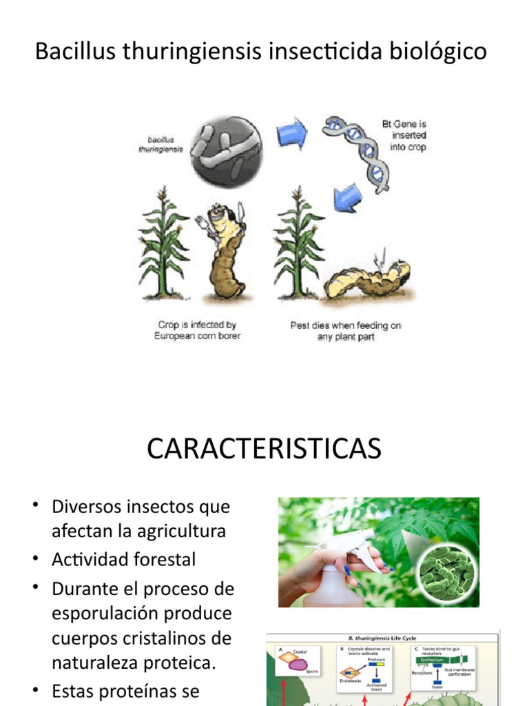 Bacillus Thuringiensis Insecticida Biológico | PDF