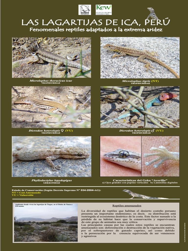 Lagartijas de Ica-Lizards of Ica (Perú) | PDF | Ciencia medioambiental ...