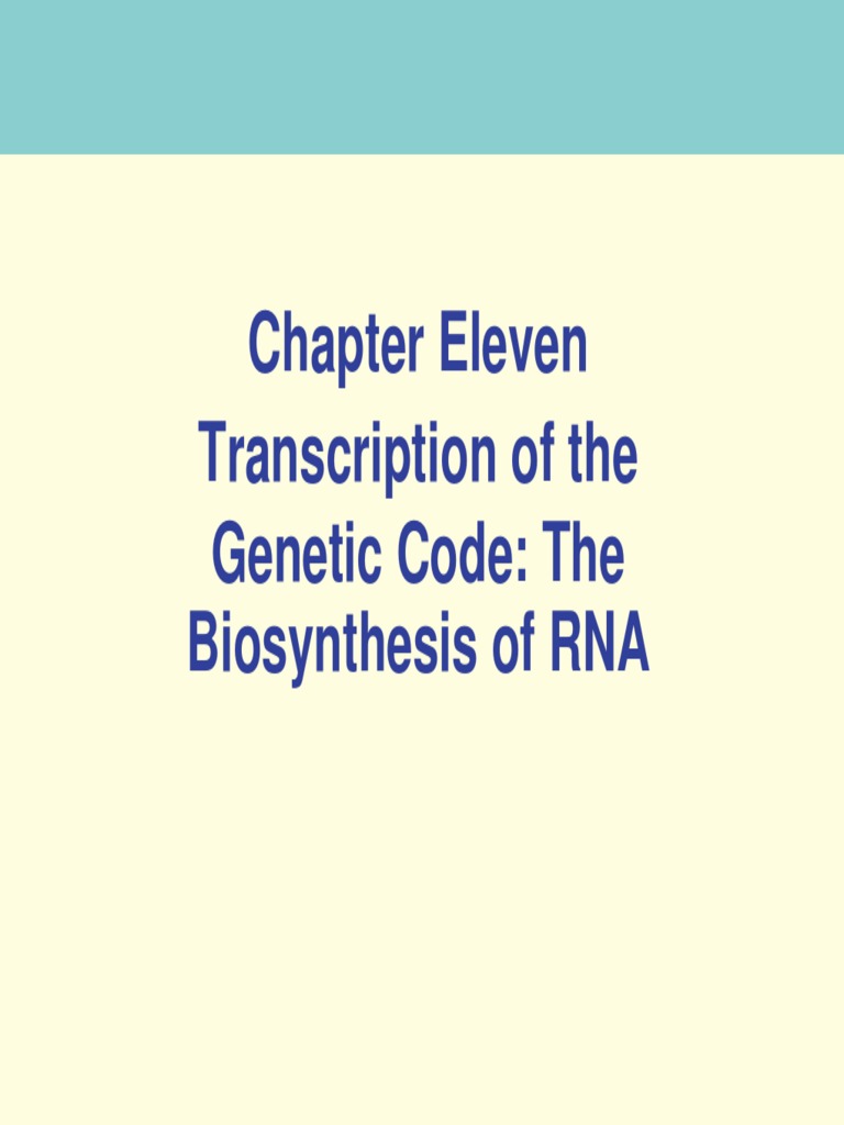 11 Biosynthesis of RNA | PDF | Operon | Rna