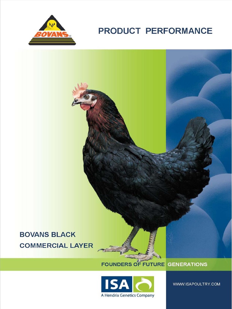 Bovans Black Product Performance | PDF