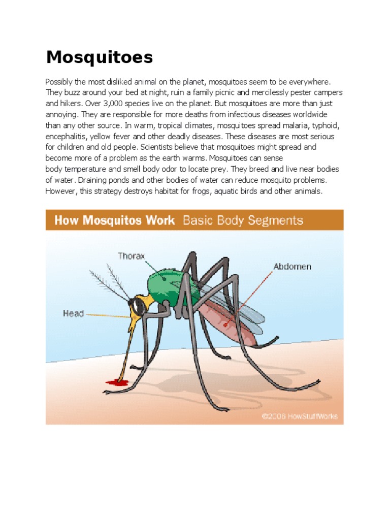 Mosquito | PDF