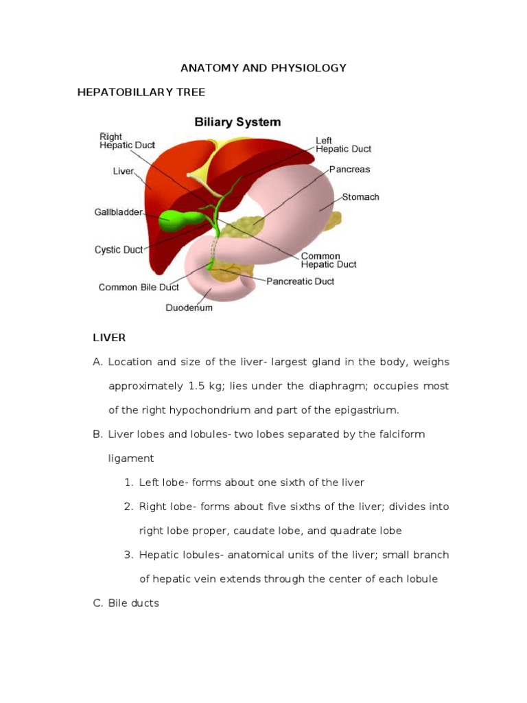 Anatomy and Physiology | Gallbladder | Liver