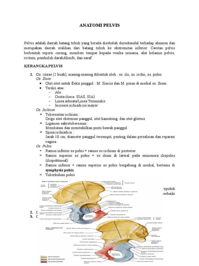 Anatomi Pelvis | PDF