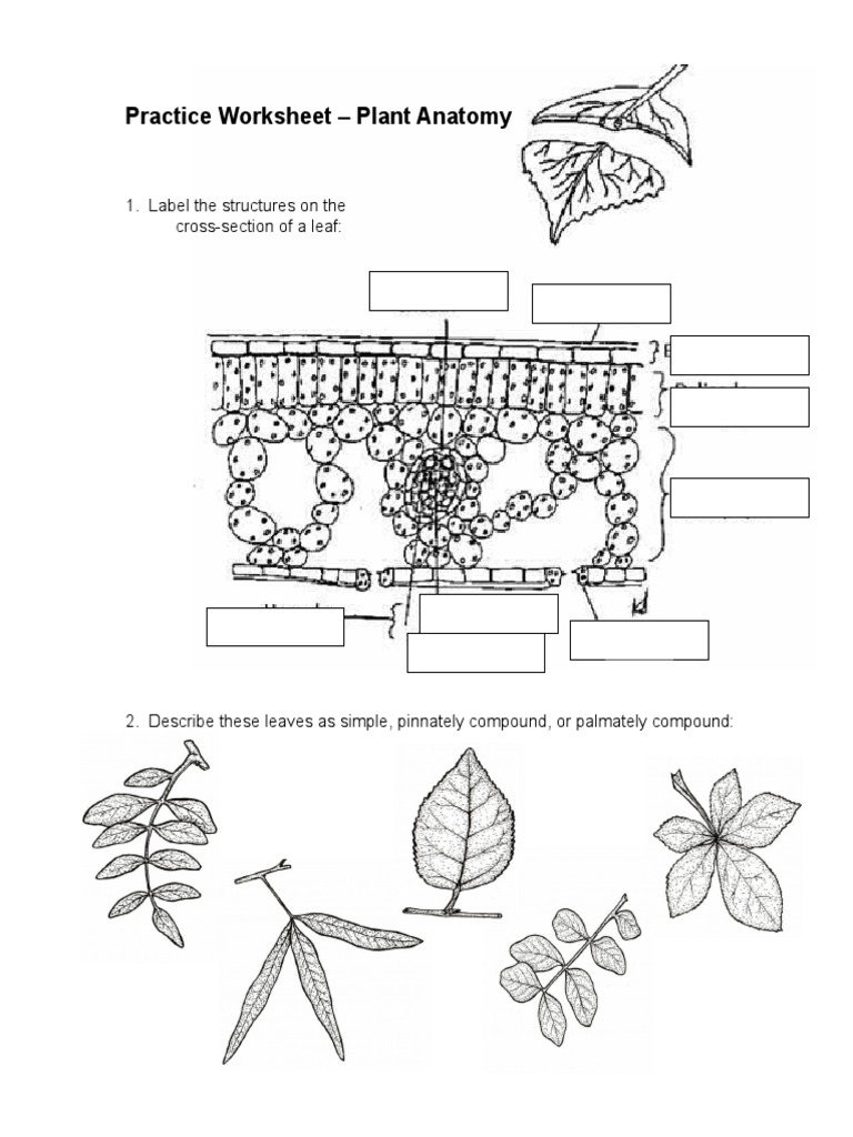 Plant Anatomy | PDF | Petal | Plant Stem