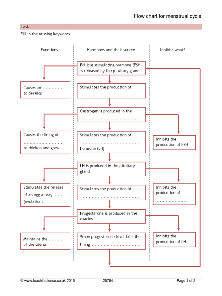 Menstrual Cycle Flow Chart