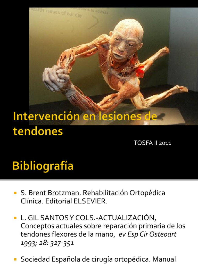 Lesiones de Tendones | PDF | Cicatrización de la herida | Sistema ...