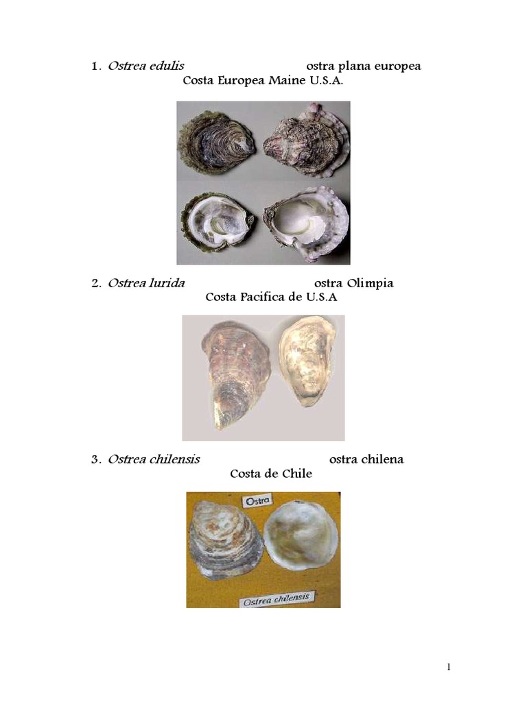 BIVALVOS.pdf | Moluscos