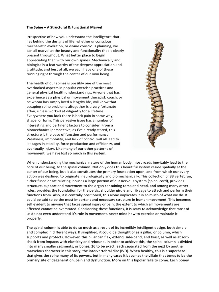 The Spine Explained: An In-Depth Look at the Structural and Functional ...