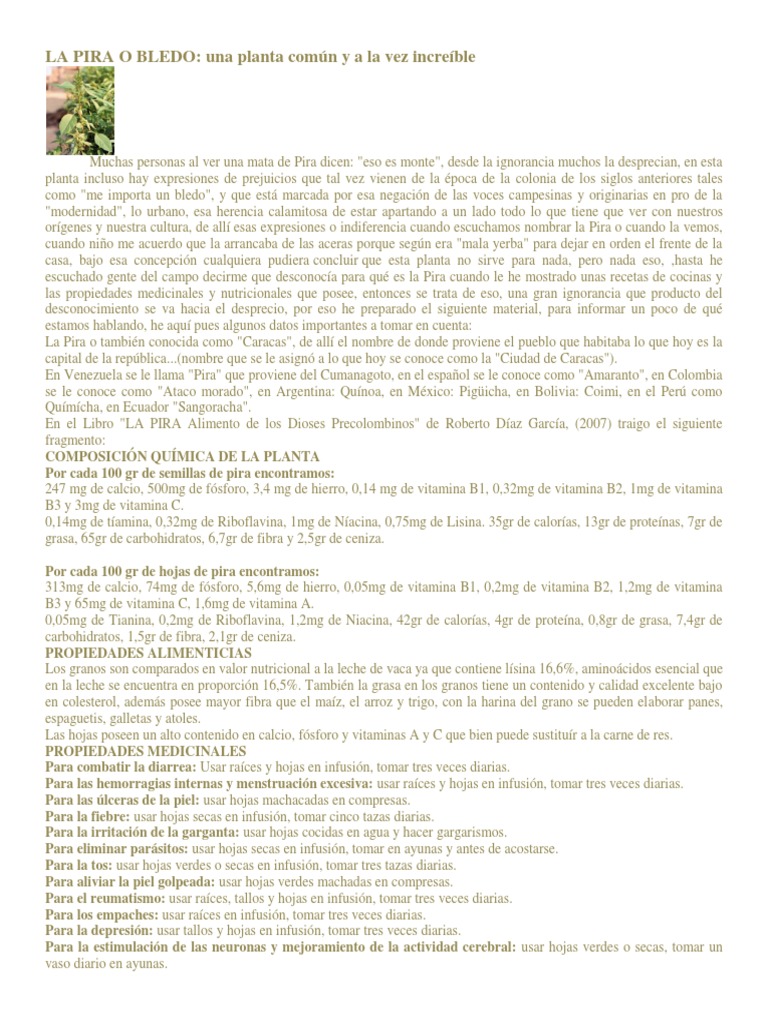 La Pira o Bledo: Una planta común con increíbles propiedades ...