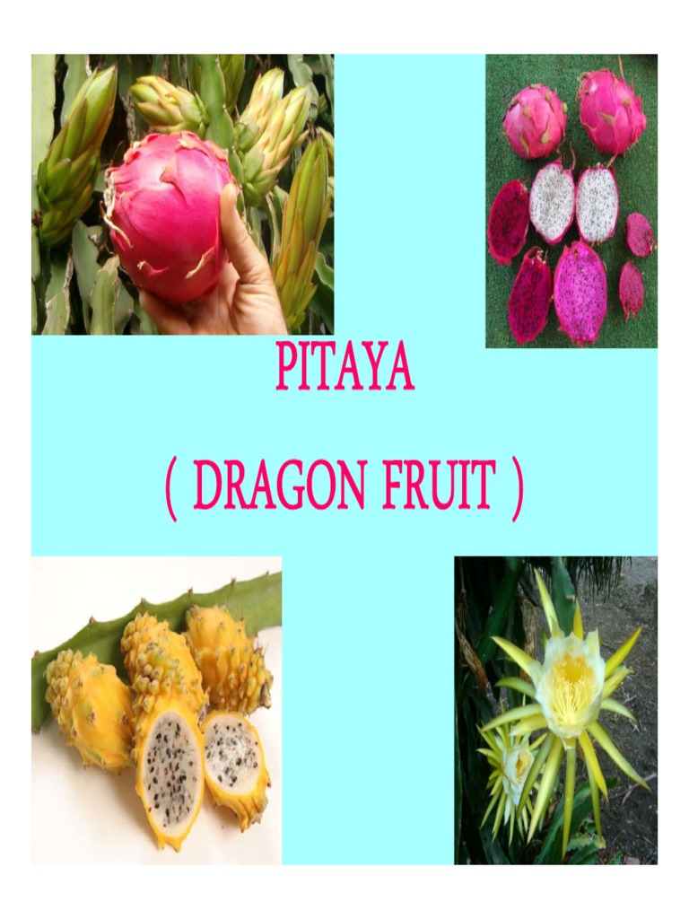 Pitaya Presentation PDF | PDF | Crops | Horticulture And Gardening