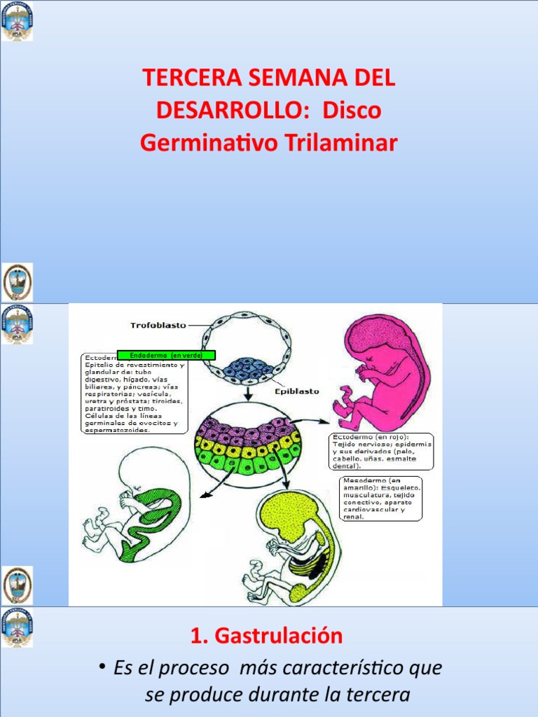 UPLA 2017-1 Embriologia. Clase 3a Semana Desarrollo DISCO TRILAMINAR ...