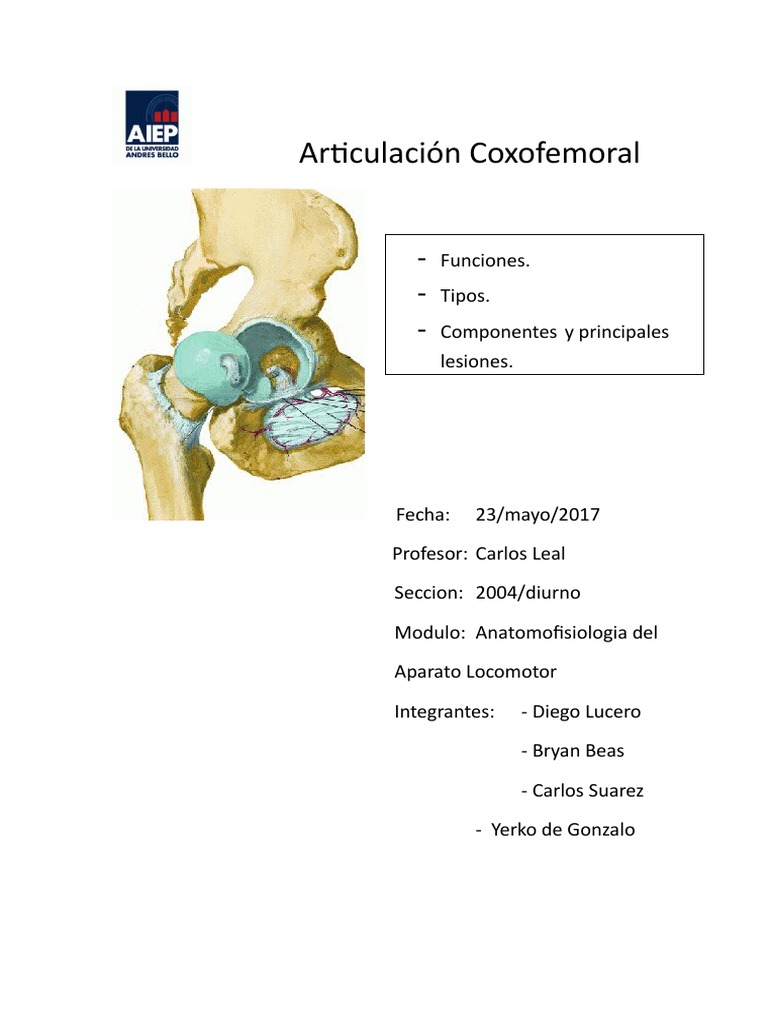 Articulación Coxofemoral | PDF | Cadera | Extremidades (anatomía)
