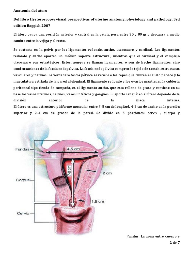 Anatomia Del Utero | PDF | Útero | Pelvis