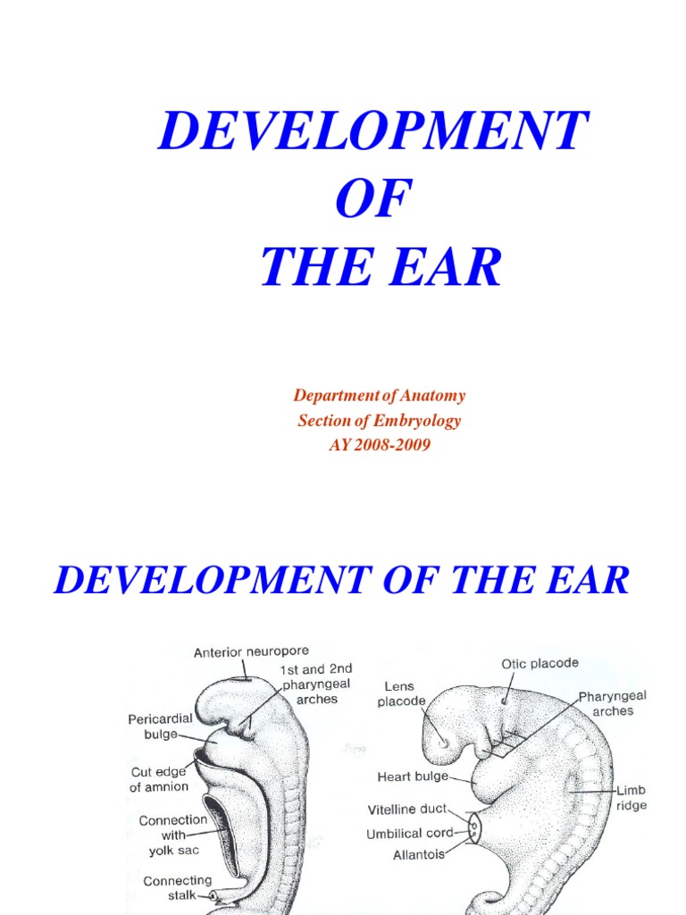 Development of the Ear | Ear | Hearing
