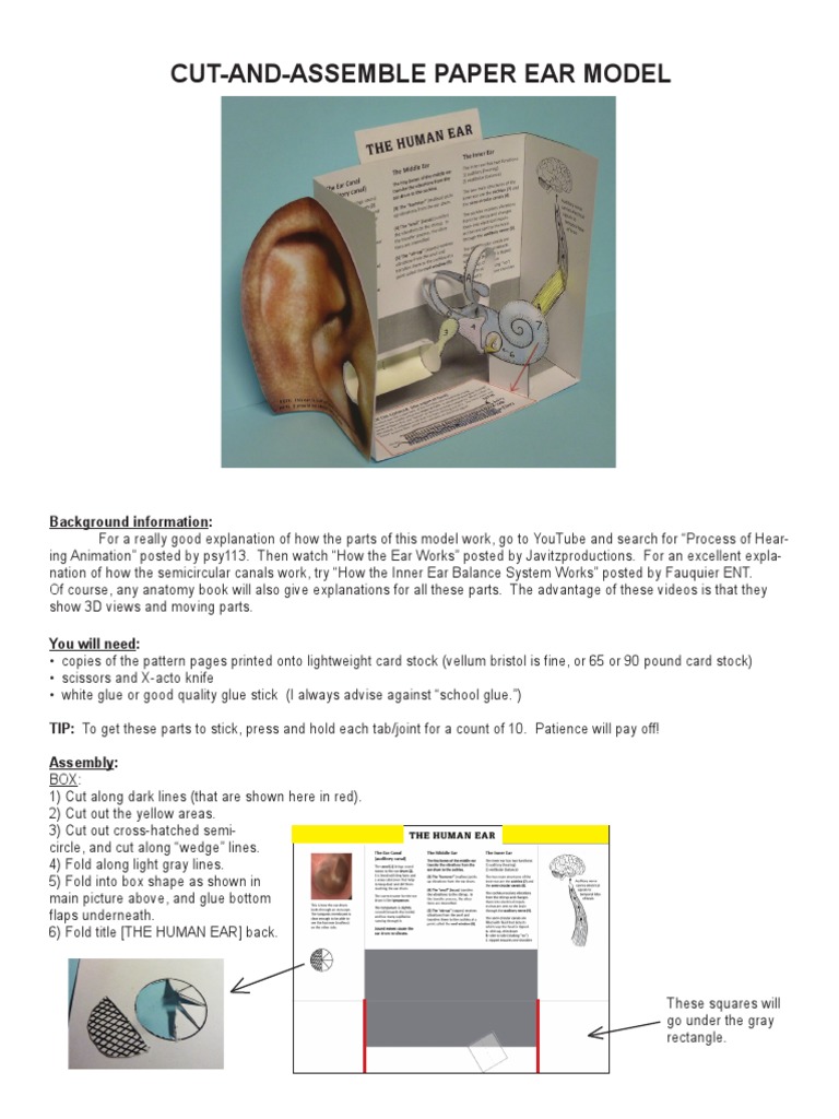 Cut-And-Assemble Paper Ear Model: Background Information | PDF | Ear ...