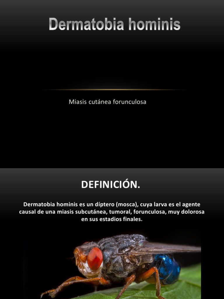 Miasis cutánea forunculosa causada por la mosca Dermatobia hominis ...