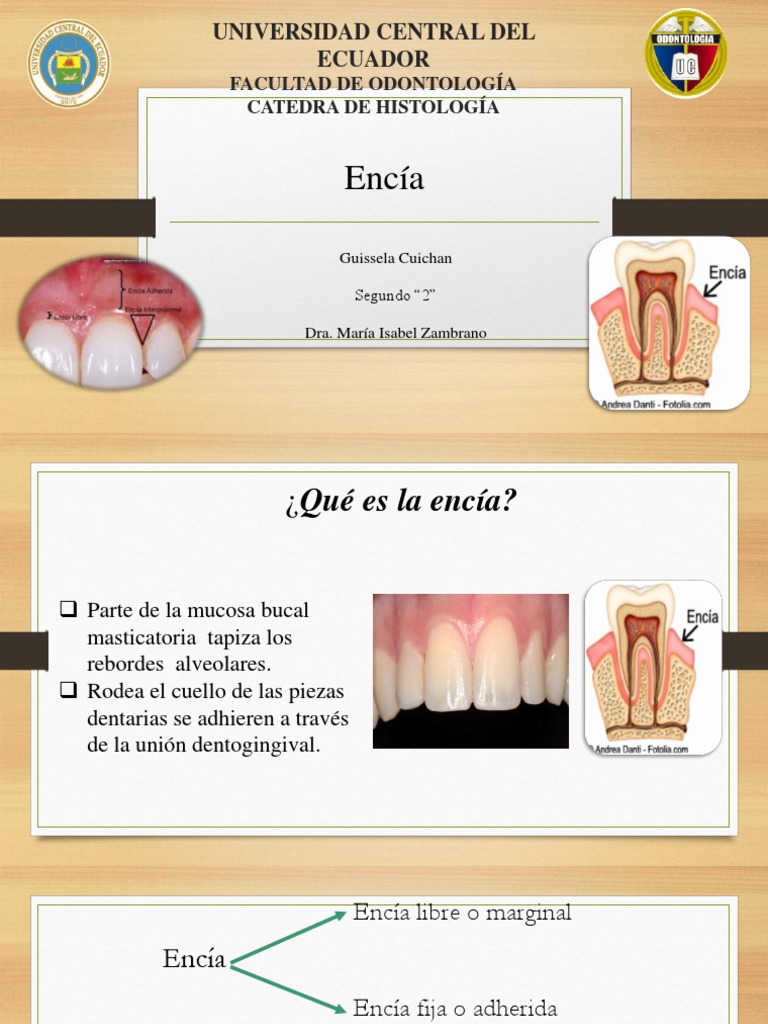 Encia Libre y Adherida | PDF | Epitelio | Anatomía