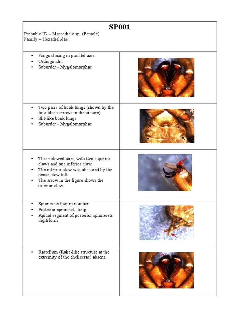 Identifying Spiders | PDF | Anatomical Terms Of Location | Arachnids