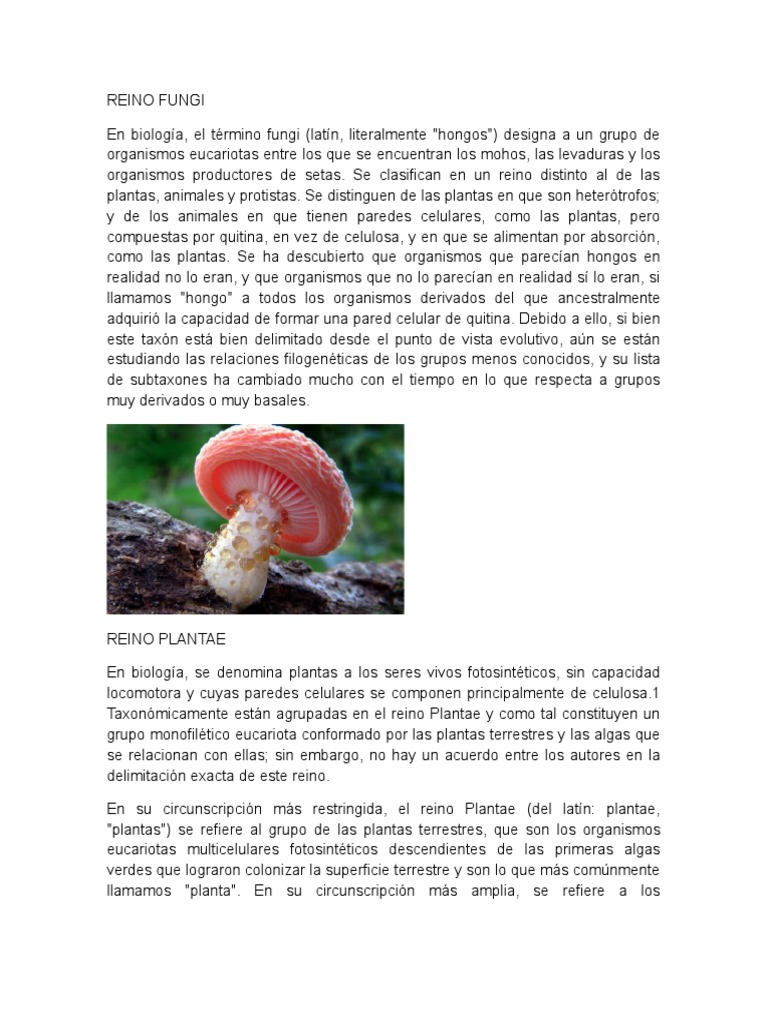 Reino Fungi | PDF | Plantas | Hongo