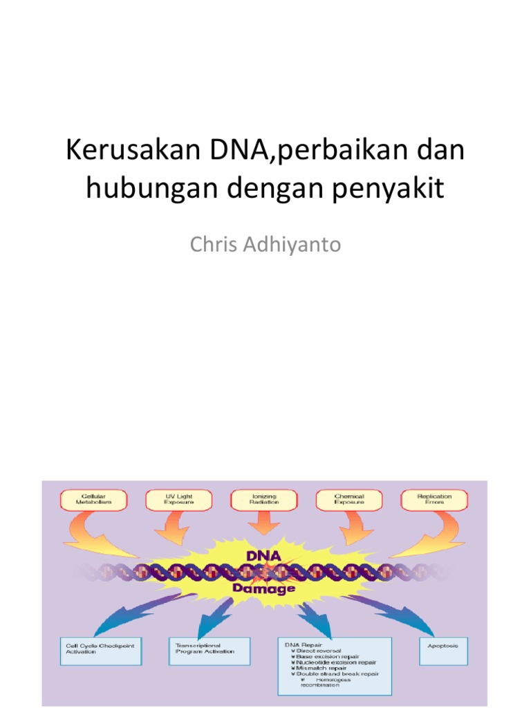 Perbaikan Dna | PDF