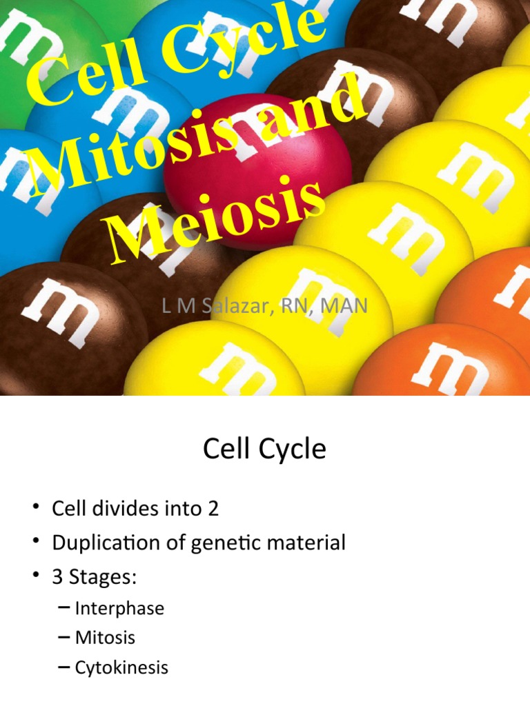 Cell Cycle: Mitosis vs. Meiosis Explained | PDF