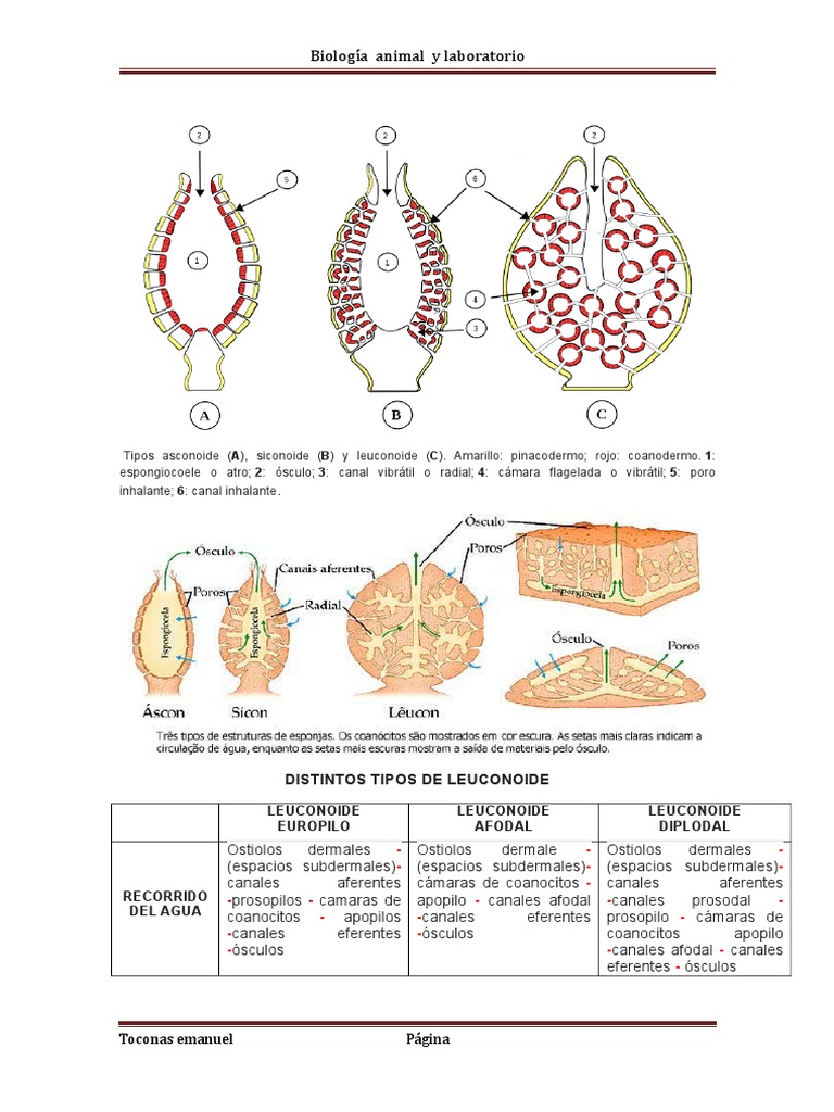 Tipos Asconoide | PDF