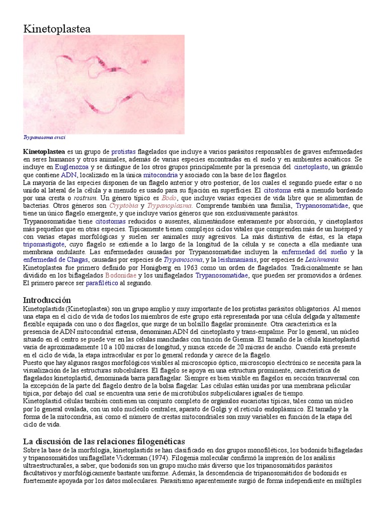 Características del Cinetoplasto en Kinetoplastea | PDF | Organismos ...