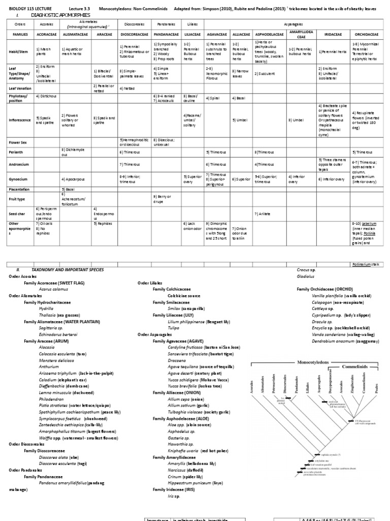 Monocotyledons: Non-Commelinids Overview | PDF | Orchidaceae | Gardening