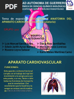 Esqueleto Fibroso del Corazón: Funciones y Estructura | PDF | Corazón ...
