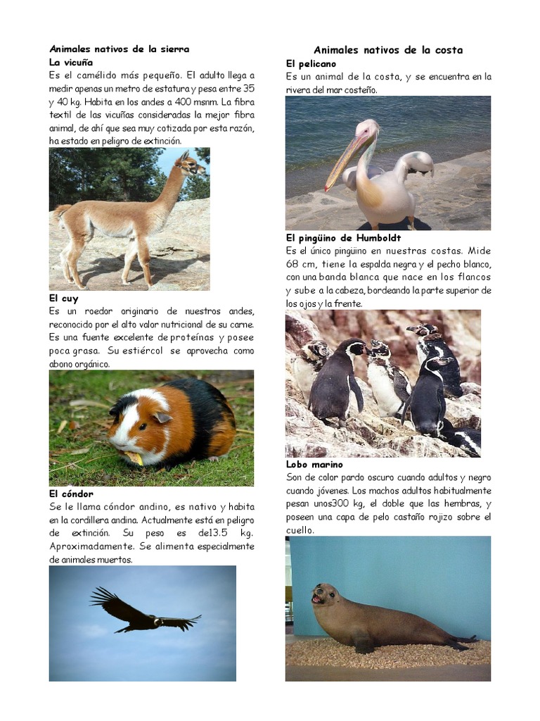 Animales Nativos Del Peru | Perú | Aves