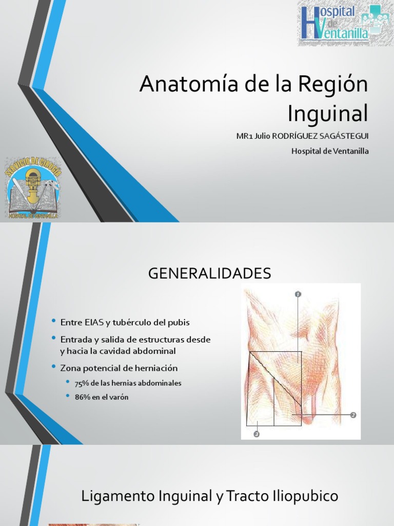 Anatomía de La Región Inguinal | PDF | Testículo | Abdomen