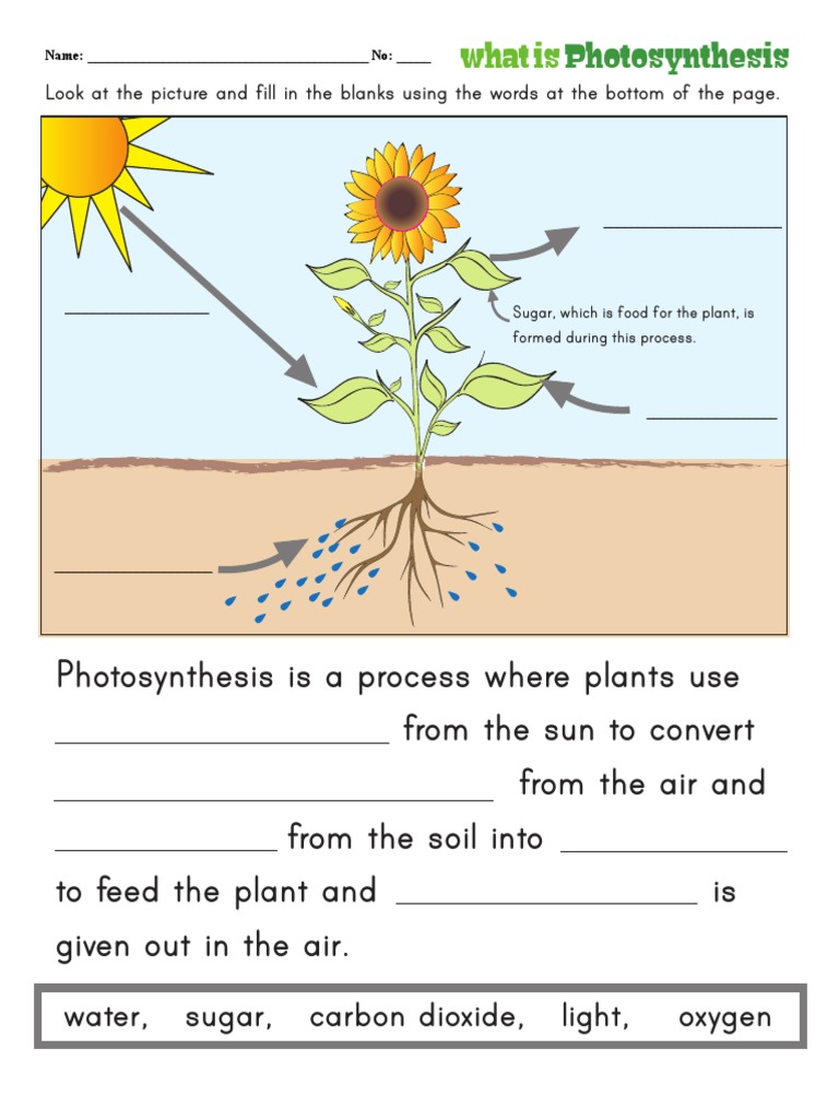 Understanding Photosynthesis Process | PDF | Science & Mathematics