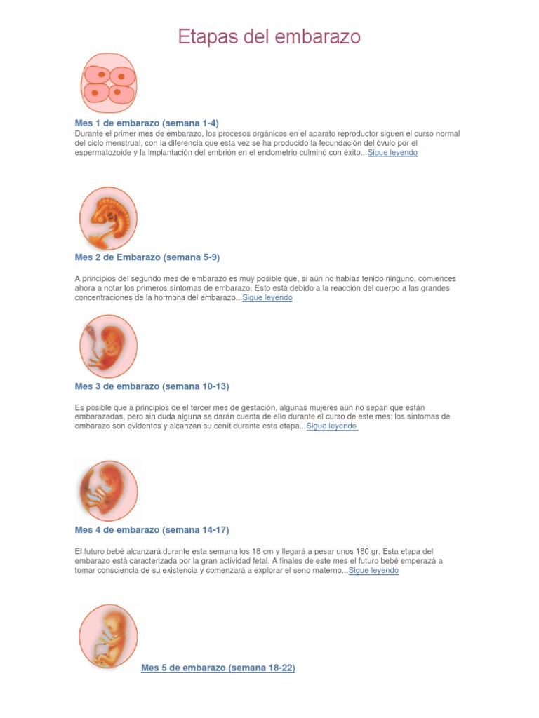 Etapas del Embarazo Mes a Mes | PDF | El embarazo | Parto
