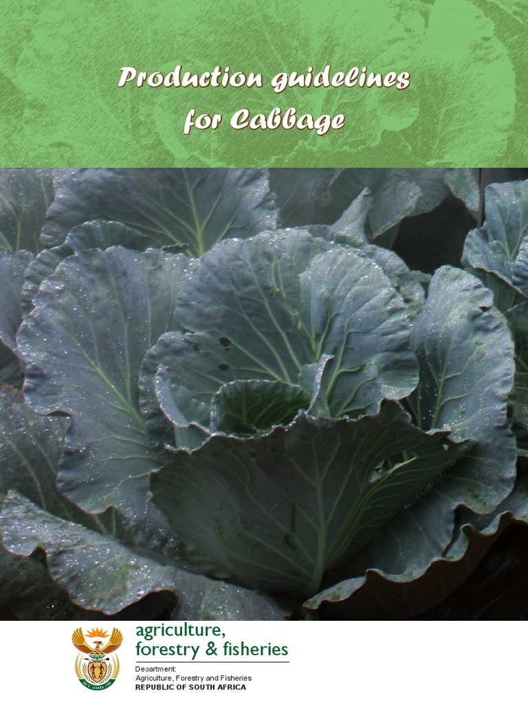 Prod Guide Cabbage PDF | PDF | Cabbage | Fertilizer