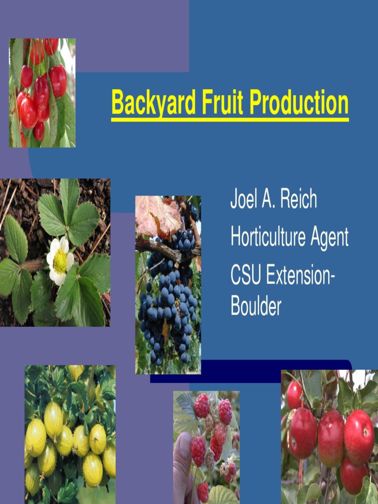 Fruit Production | PDF | Apple | Pear