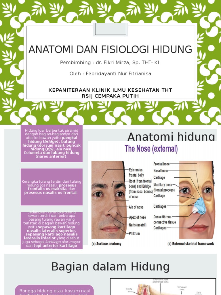Anatomi Dan Fisiologi Hidung DR Fikri | PDF