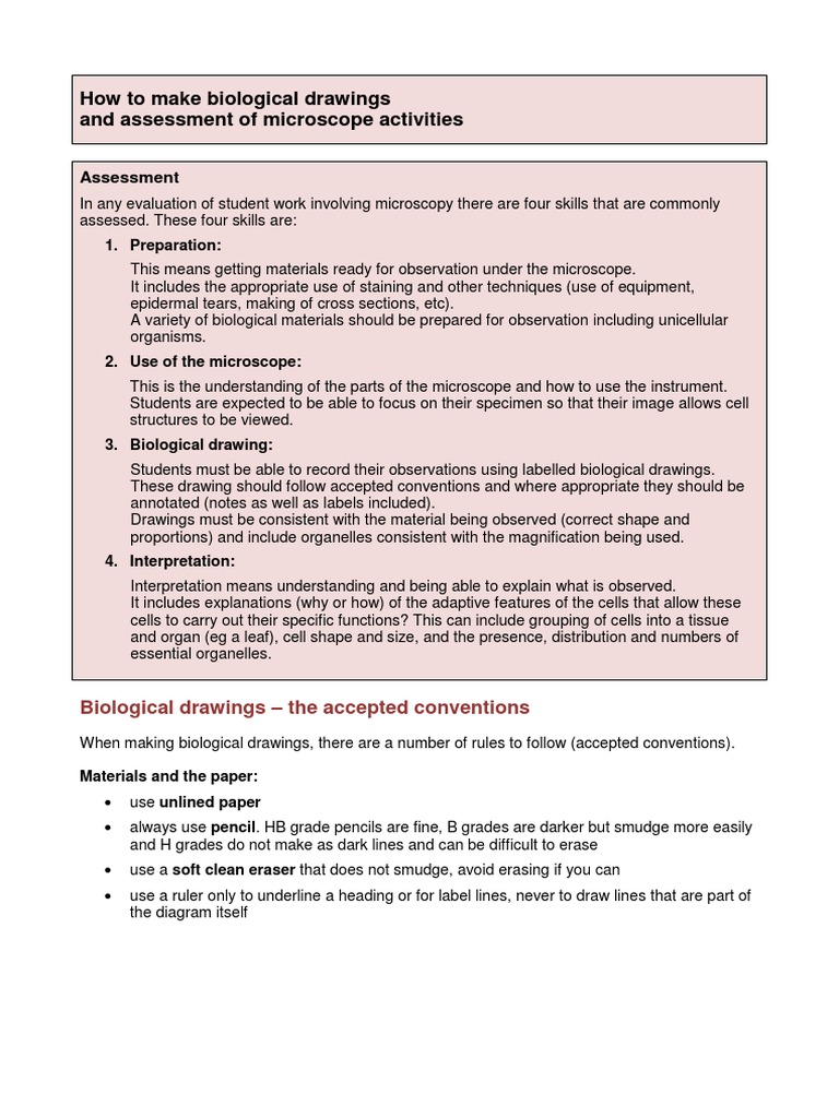Guidelines for Biological Drawings | PDF | Microscopy | Drawing