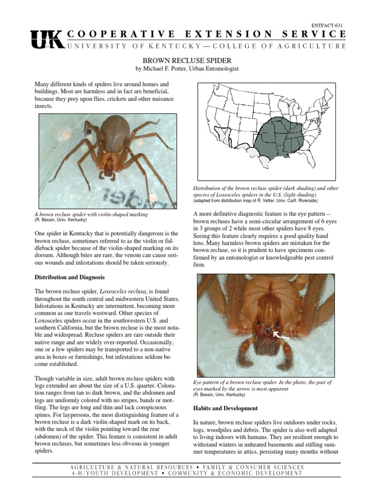 Brown Recluse Spider Michael | PDF | Spider | Wellness